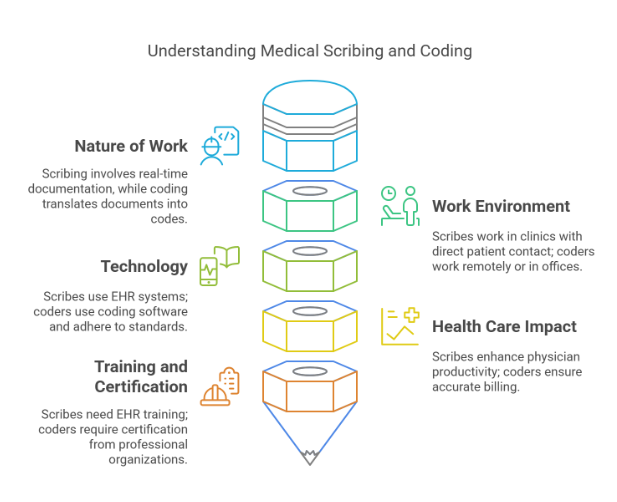 What is the difference between medical scribing and coding?
