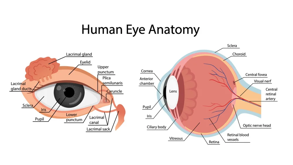 Essential Ophthalmic Scribe Study Guide for 2025