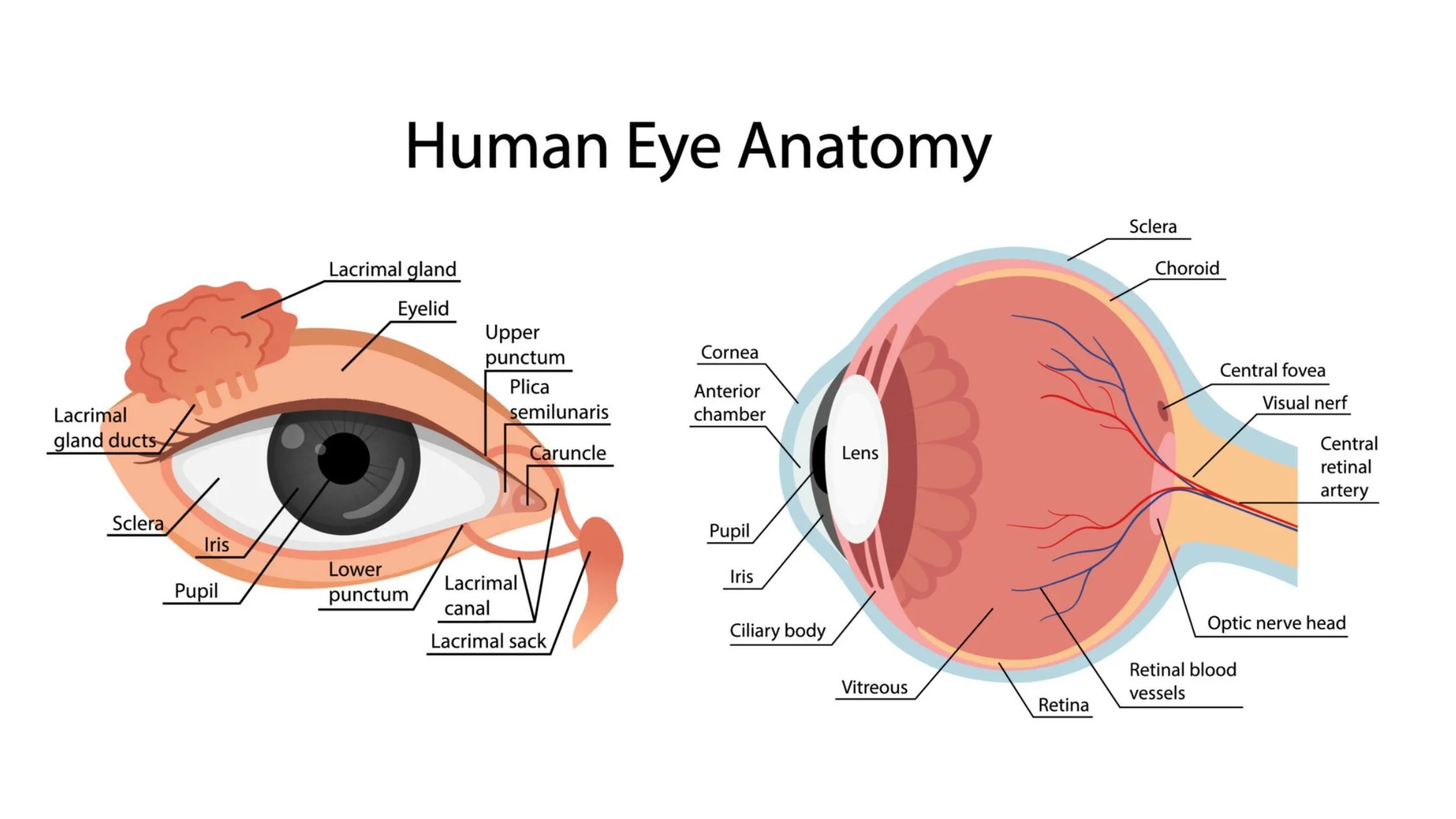 Essential Ophthalmic Scribe Study Guide for 2025