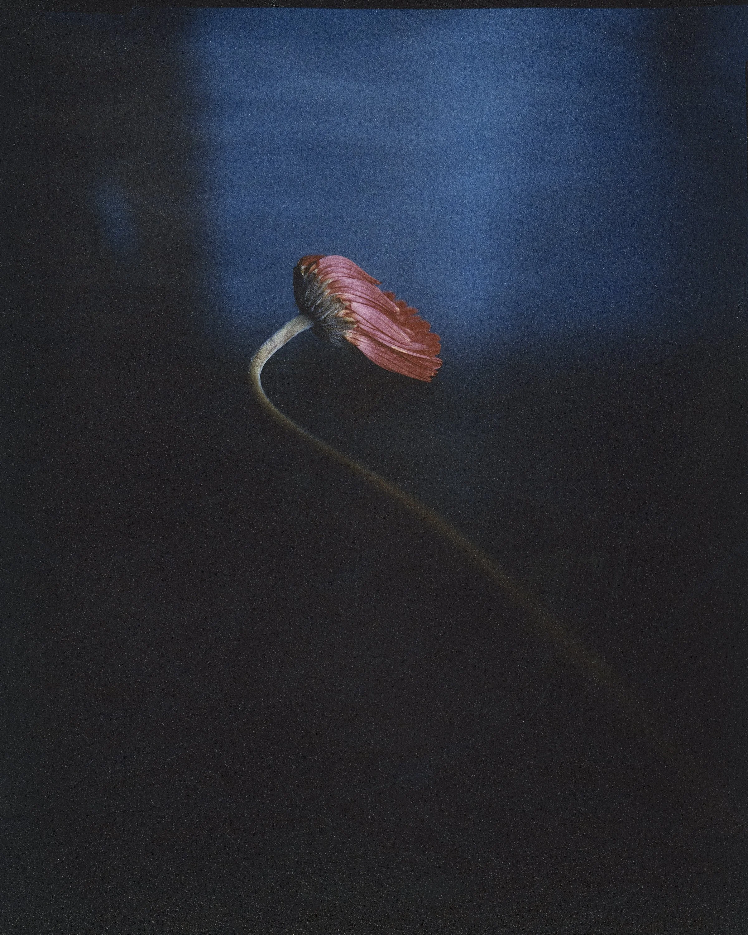 RA-4 Color Reversals — DEREK KEATON PHOTO