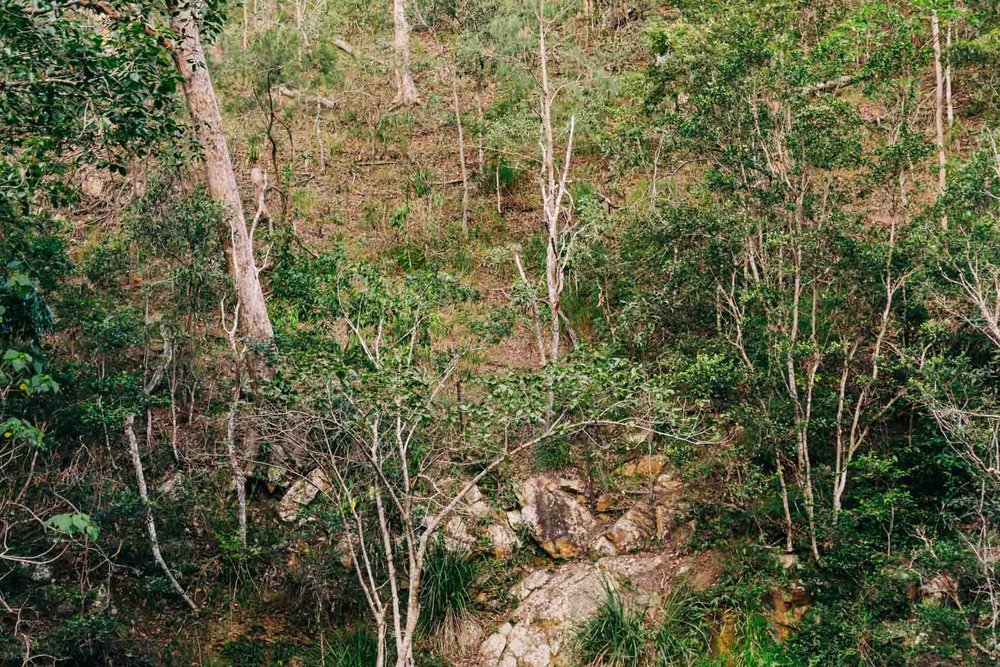 Mt Coot-tha Aboriginal Art Trail — Kate Bryan Photography
