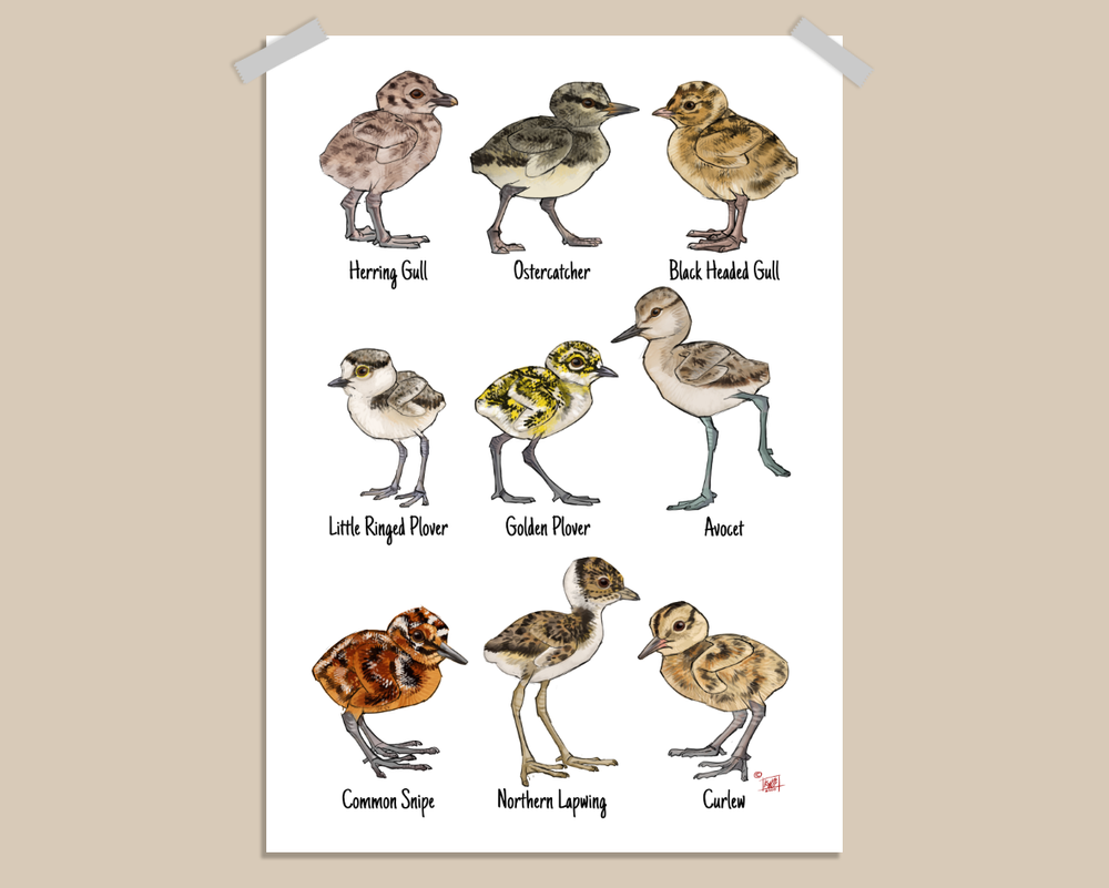 British Garden Birds Identification chart and illustration — The art of ...
