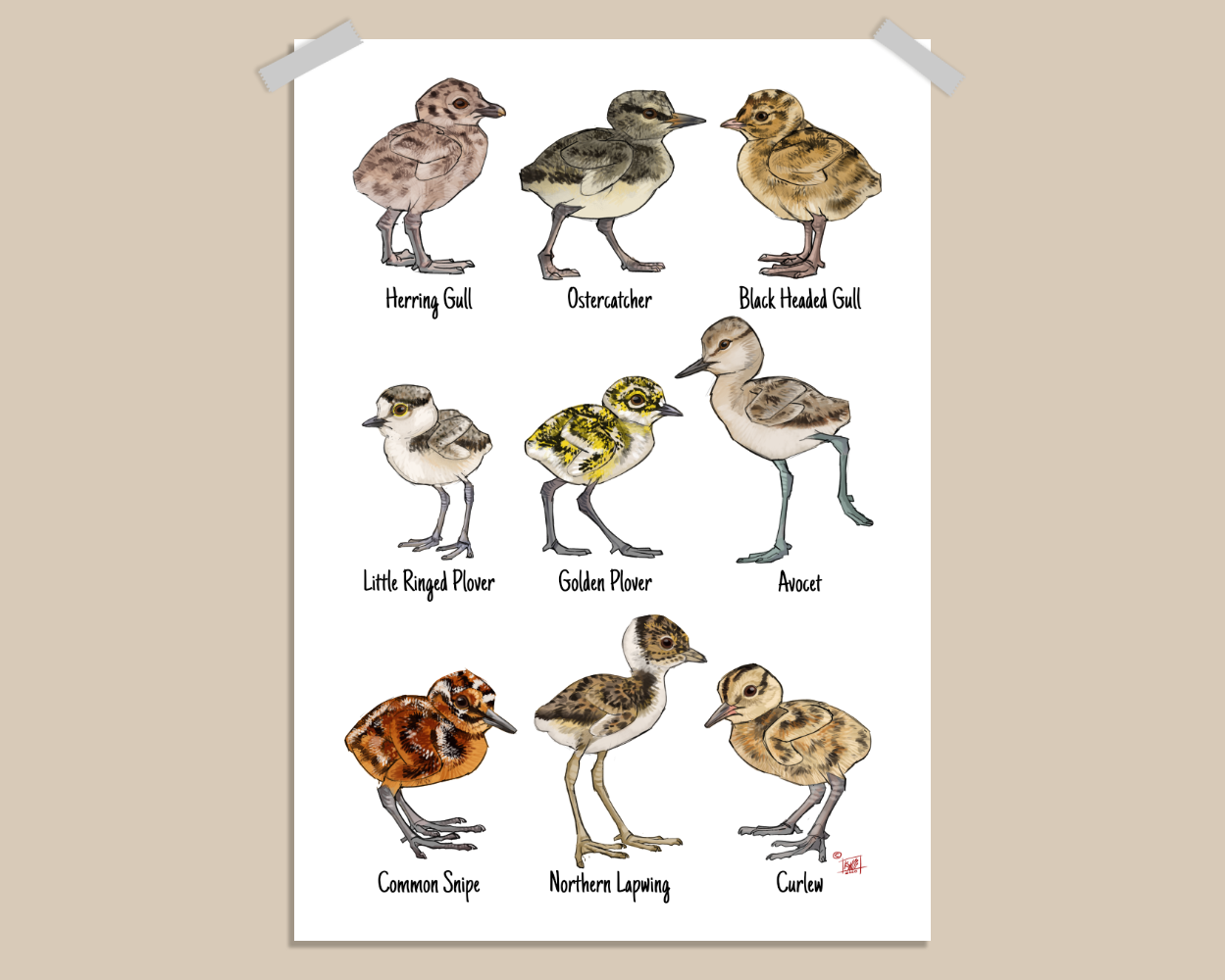 British Garden Birds Identification chart and illustration — The art of ...