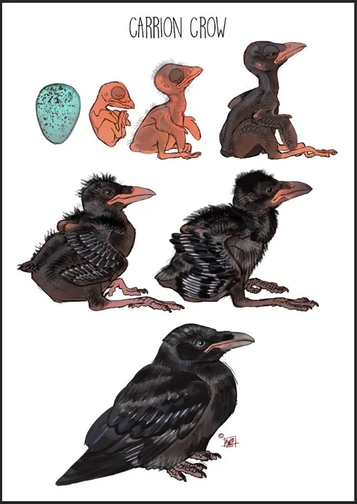 British Garden Birds Identification chart and illustration — The art of ...