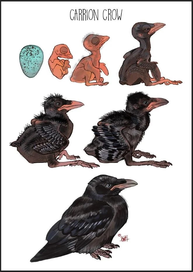 British Garden Birds Identification chart and illustration — The art of ...