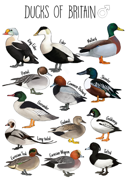 British Corvids and Crows Identification chart and illustration print ...
