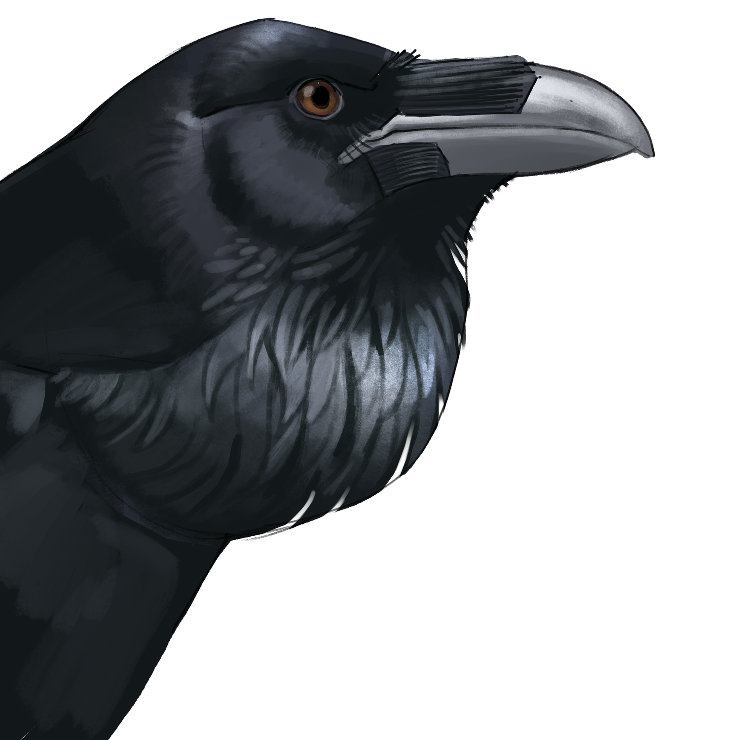 A Crow or a Raven? — The art of CrowArtist