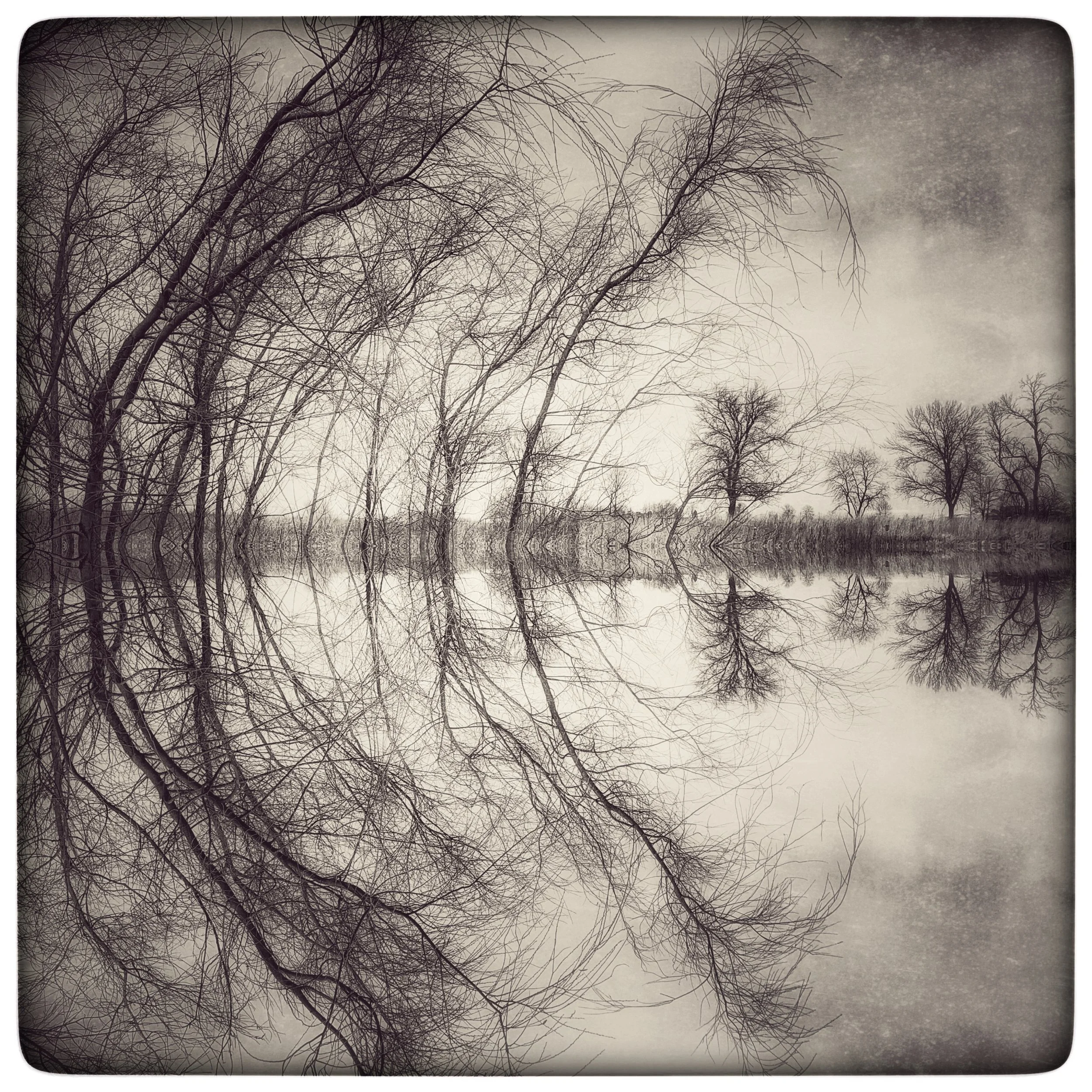 Symmetria Series — Vicki Reed