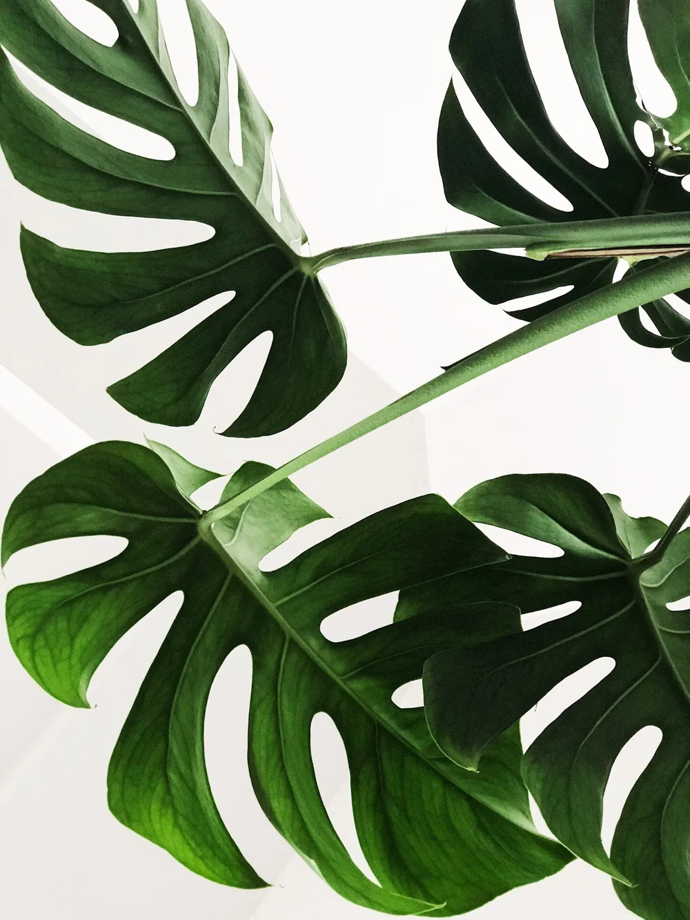 Free People-Pleasing Workbook — Paige Bond