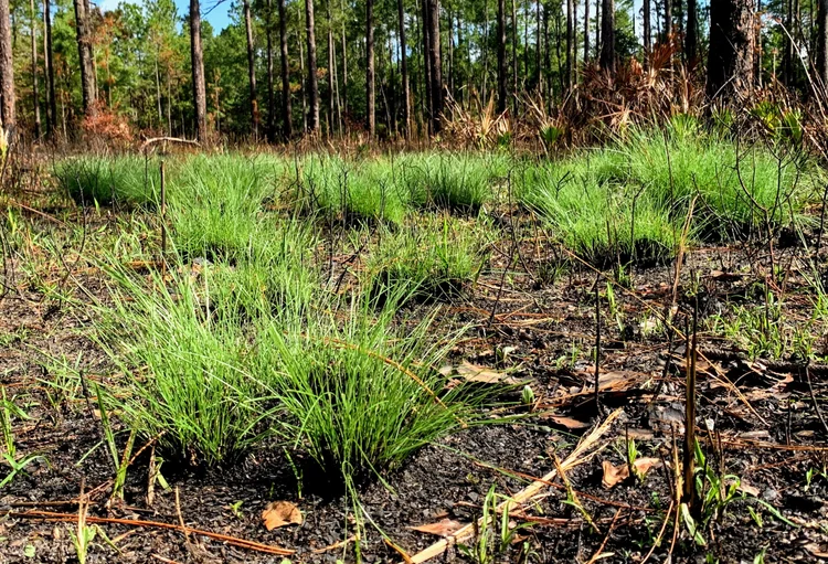 Wiregrass Blog Oct 15 — Ecology On Fire