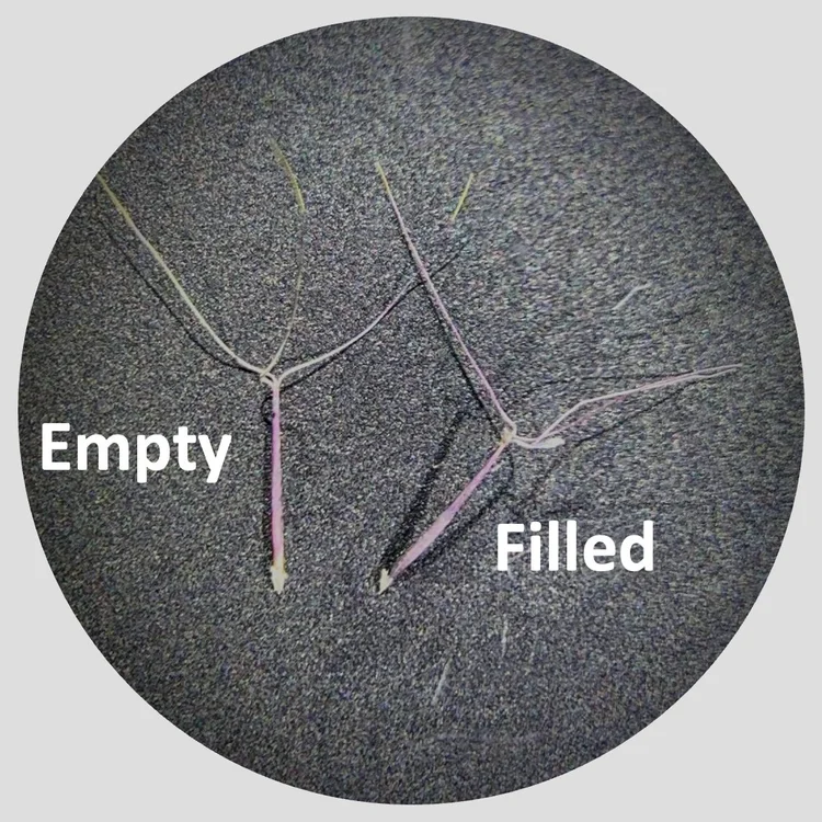 Press test for determining wiregrass seed quality — Ecology On Fire