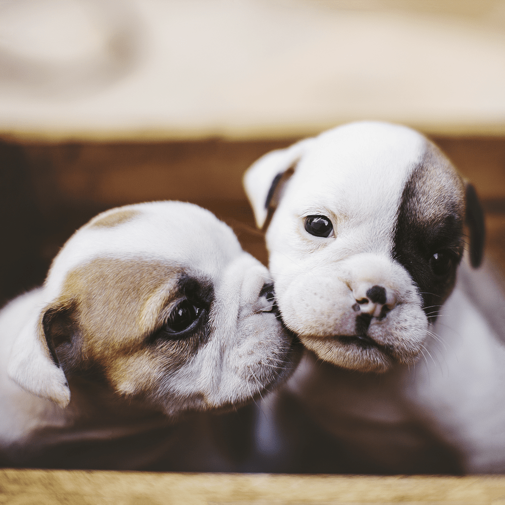 General 4 — Mt. Pleasant Animal Hospital