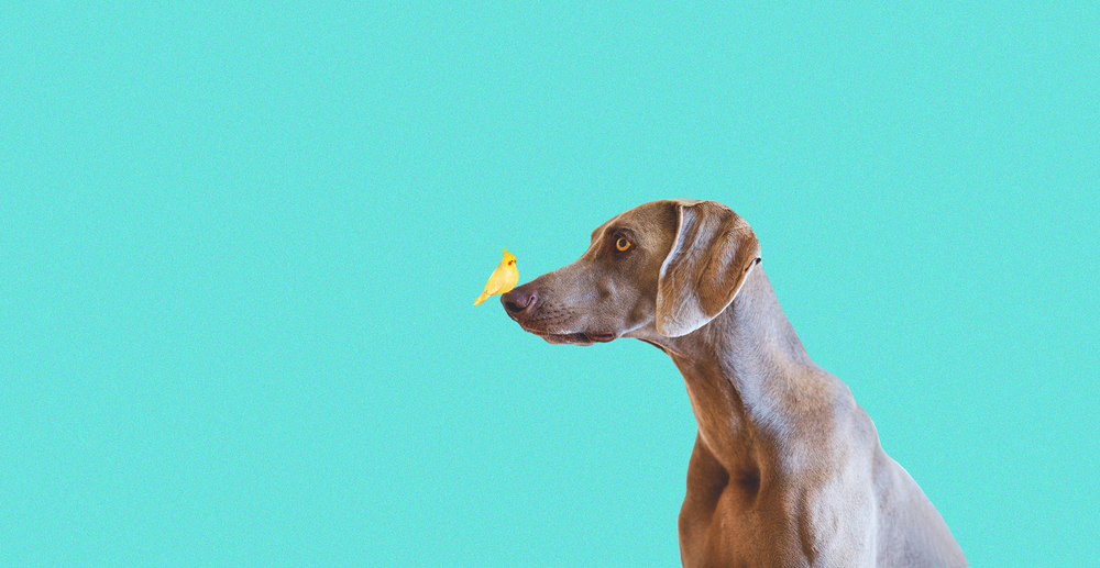 General 4 — Mt. Pleasant Animal Hospital