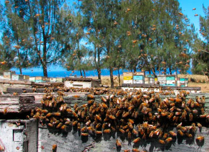 The Best Raw Honey Brands That Actually Are. — Small Batch Goodness
