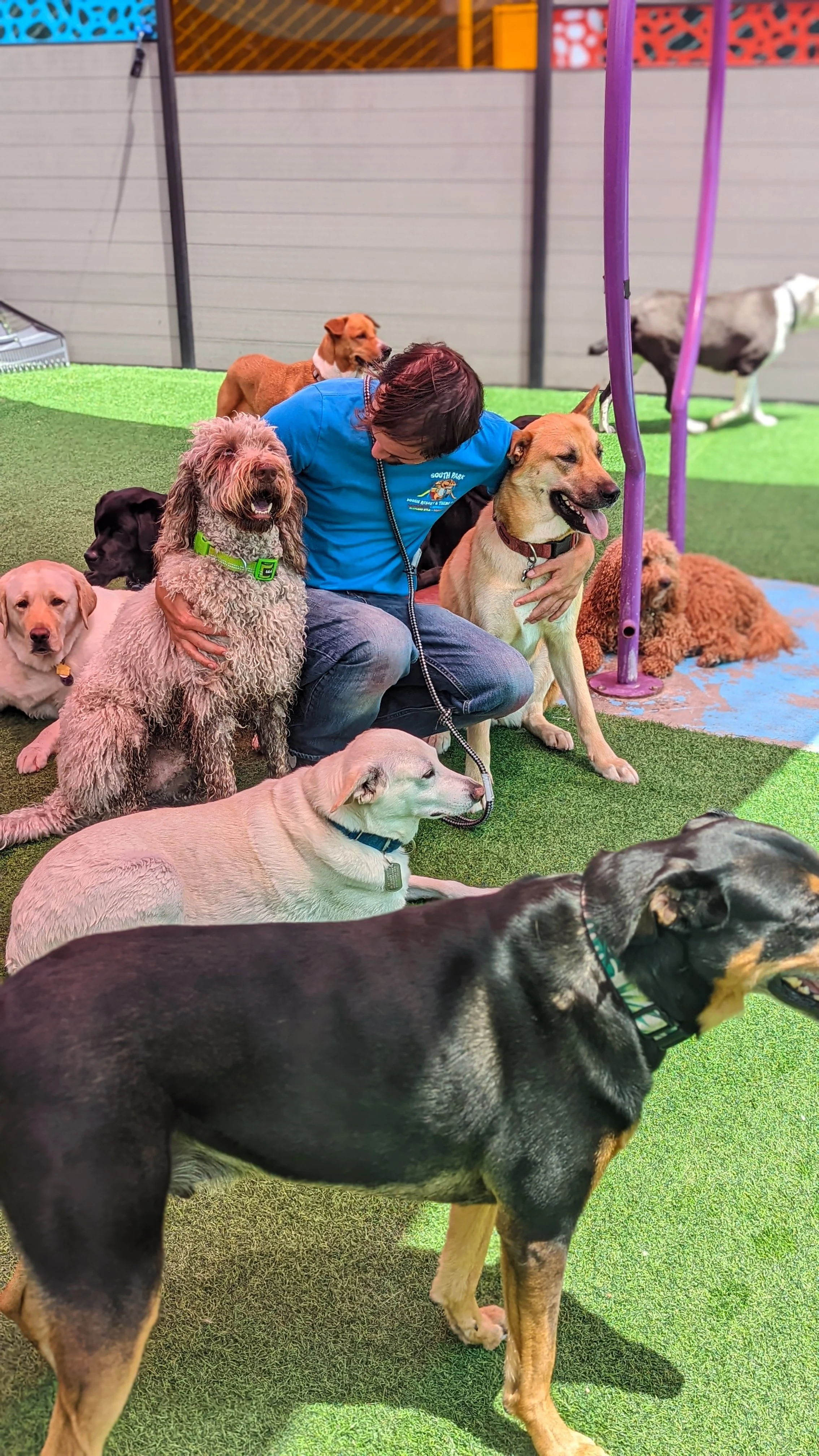 South Park Doggie - Adventureland South Bay |Dog Daycare, Boarding ...