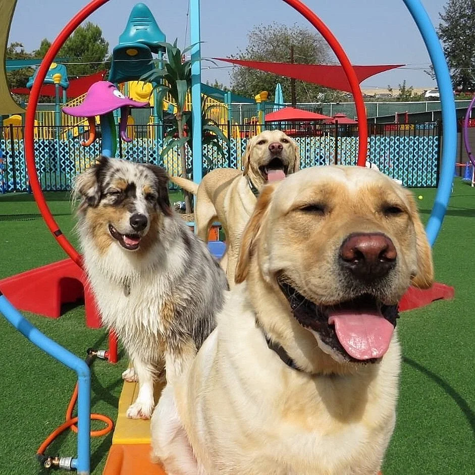 South Park Doggie - Adventureland South Bay |Dog Daycare, Boarding ...