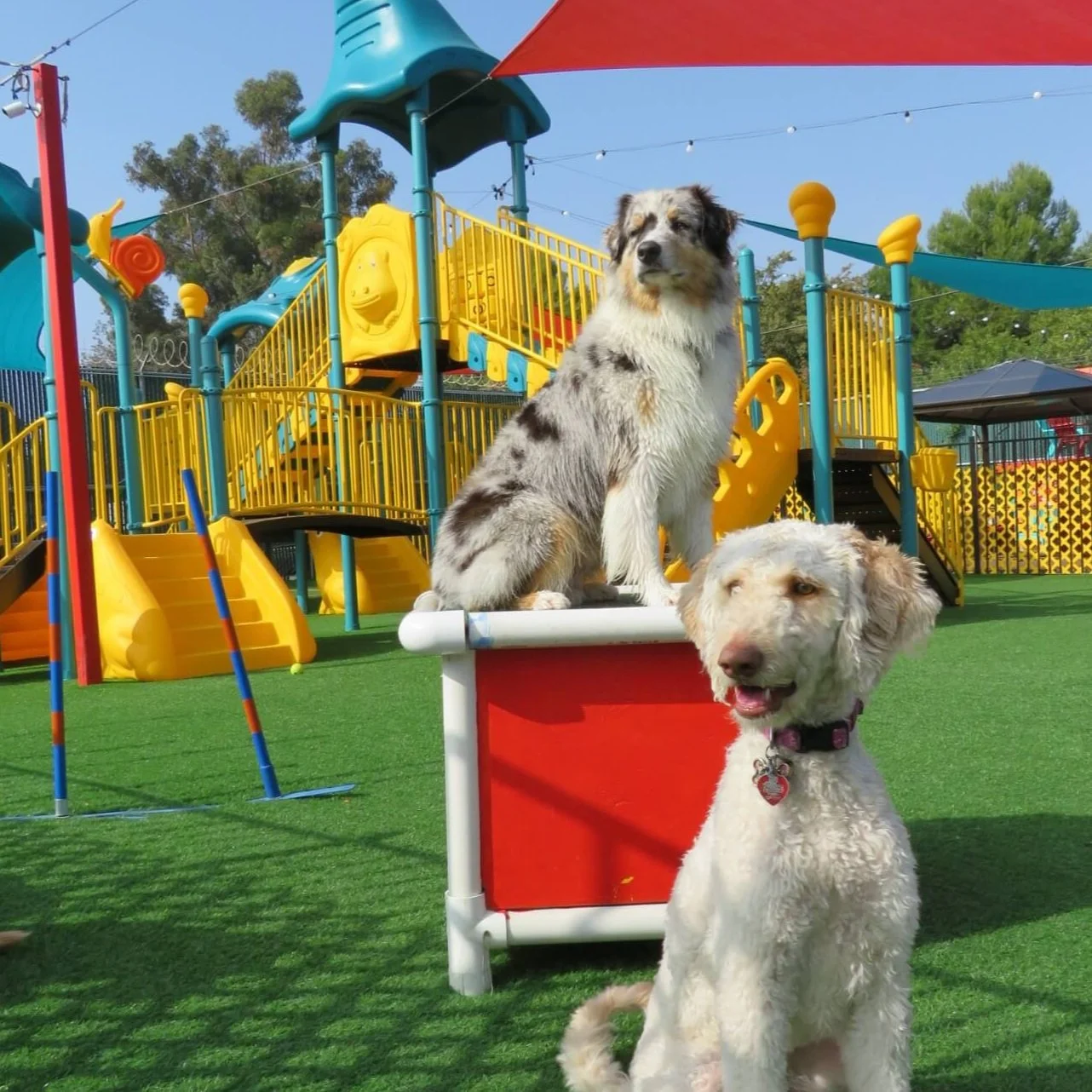 South Park Doggie - Adventureland South Bay |Dog Daycare, Boarding ...
