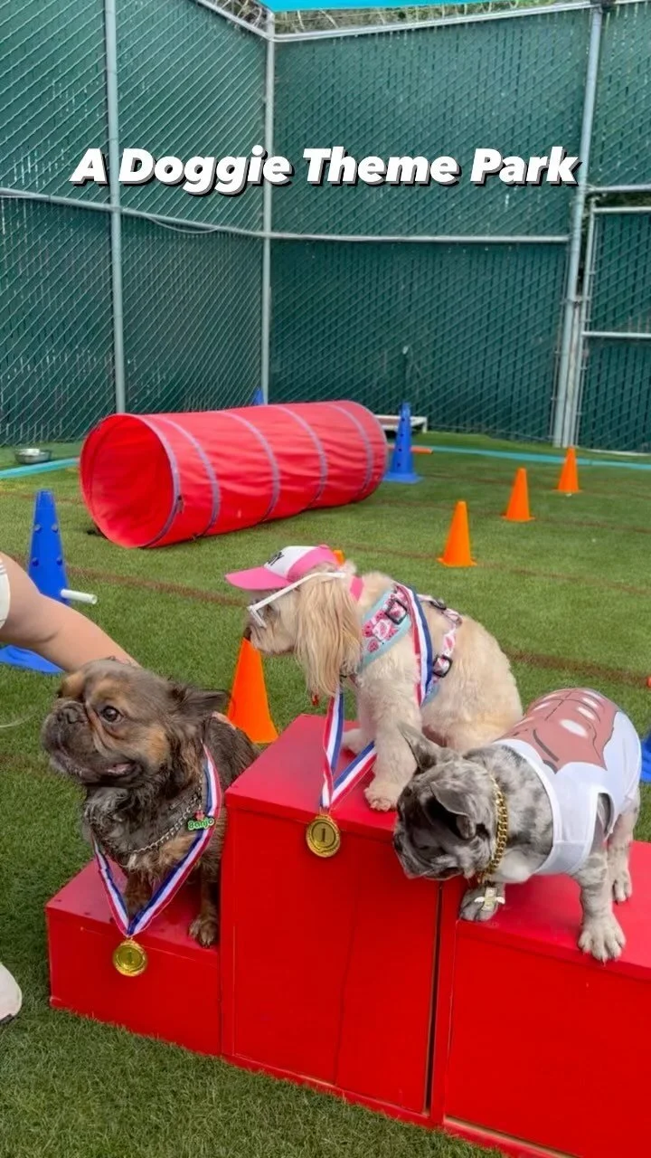 South Park Doggie Adventureland South Bay - Ultimate Dog Theme Park ...