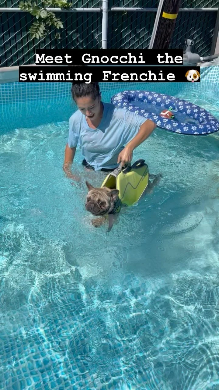 South Park Doggie - Adventureland South Bay |Dog Daycare, Boarding ...