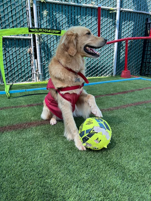 Comprehensive Dog Boarding at South Park Doggie Adventureland South Bay ...