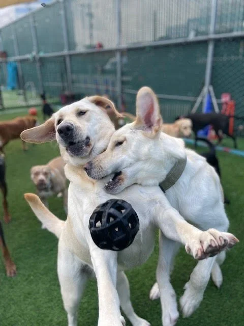 Comprehensive Dog Boarding at South Park Doggie Adventureland South Bay ...