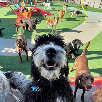 South Park Doggie - Adventureland (South Bay)
