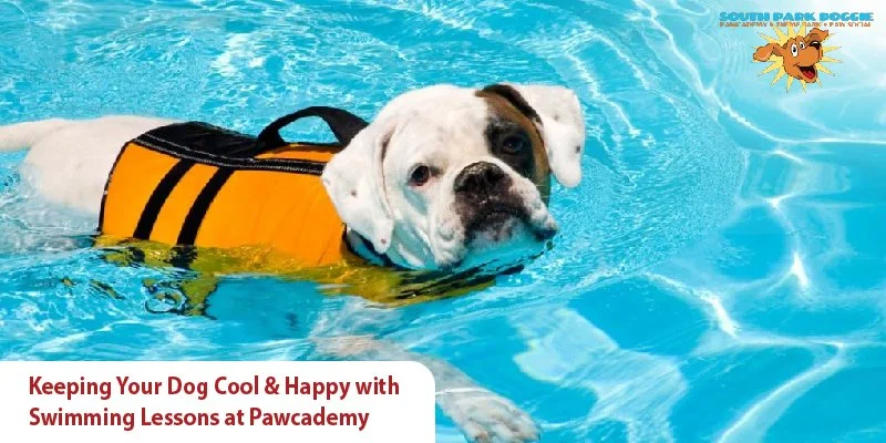 Dog Swimming Lessons: Keep Your Pet Cool & Healthy