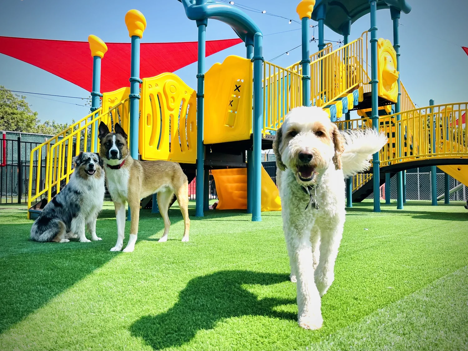 Comprehensive Dog Boarding at South Park Doggie Adventureland South Bay ...
