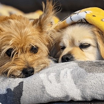 South Park Doggie - Adventureland South Bay |Dog Daycare, Boarding ...