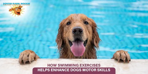 How Swimming Exercises Helps Enhance Dogs Motor Skills