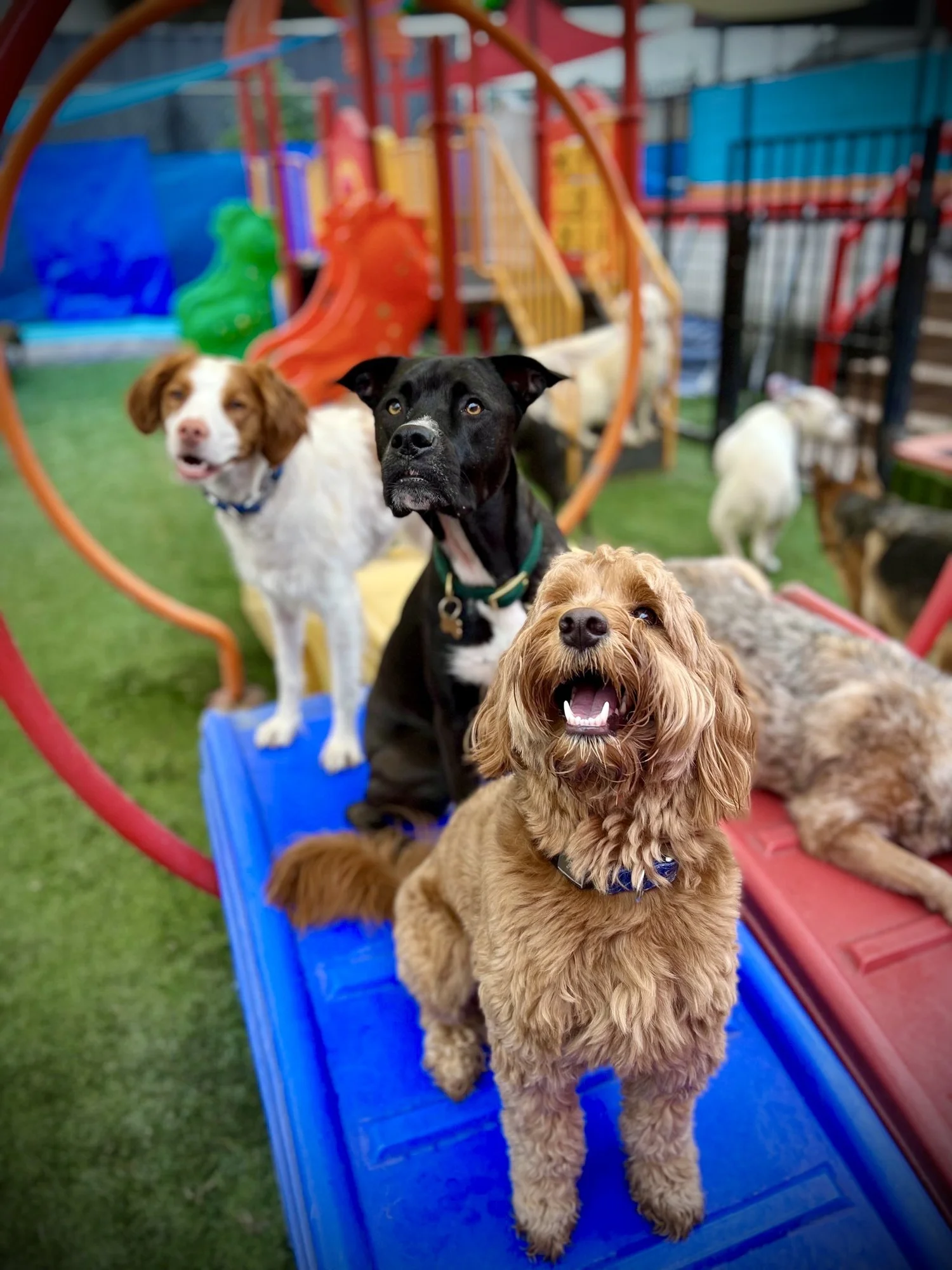 Comprehensive Dog Boarding at South Park Doggie Adventureland South Bay ...