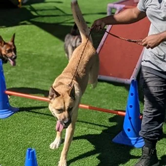 South Park Doggie - Adventureland (South Bay)