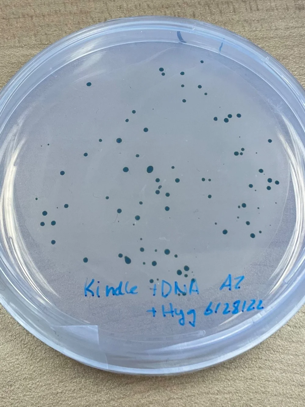 Culture, values, fun — The Gruber Lab @ UTSW