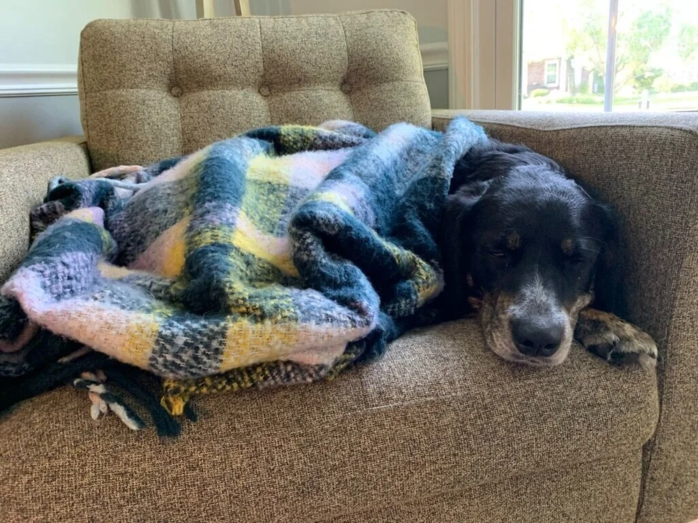 At Home Euthanasia, Family Owned in Naperville — Faithful Friends Home ...