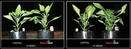 Naturezest - Take The Zest Test — Zest Biotech