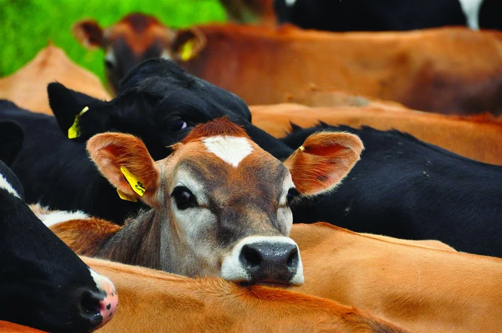 Biozest — Zest Biotech