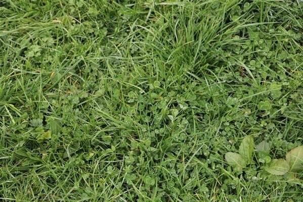 Biozest — Zest Biotech