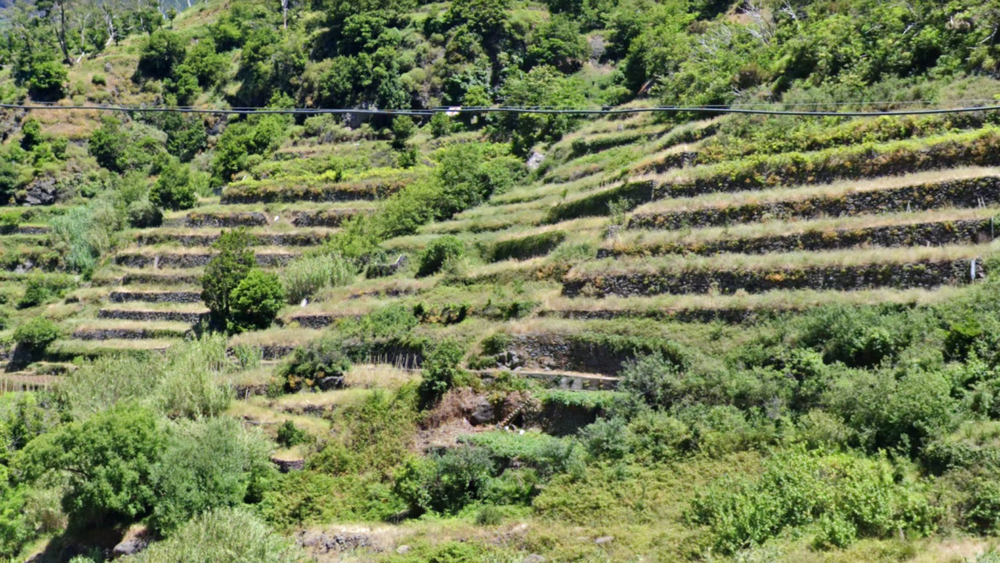 Madeira — Plonk It