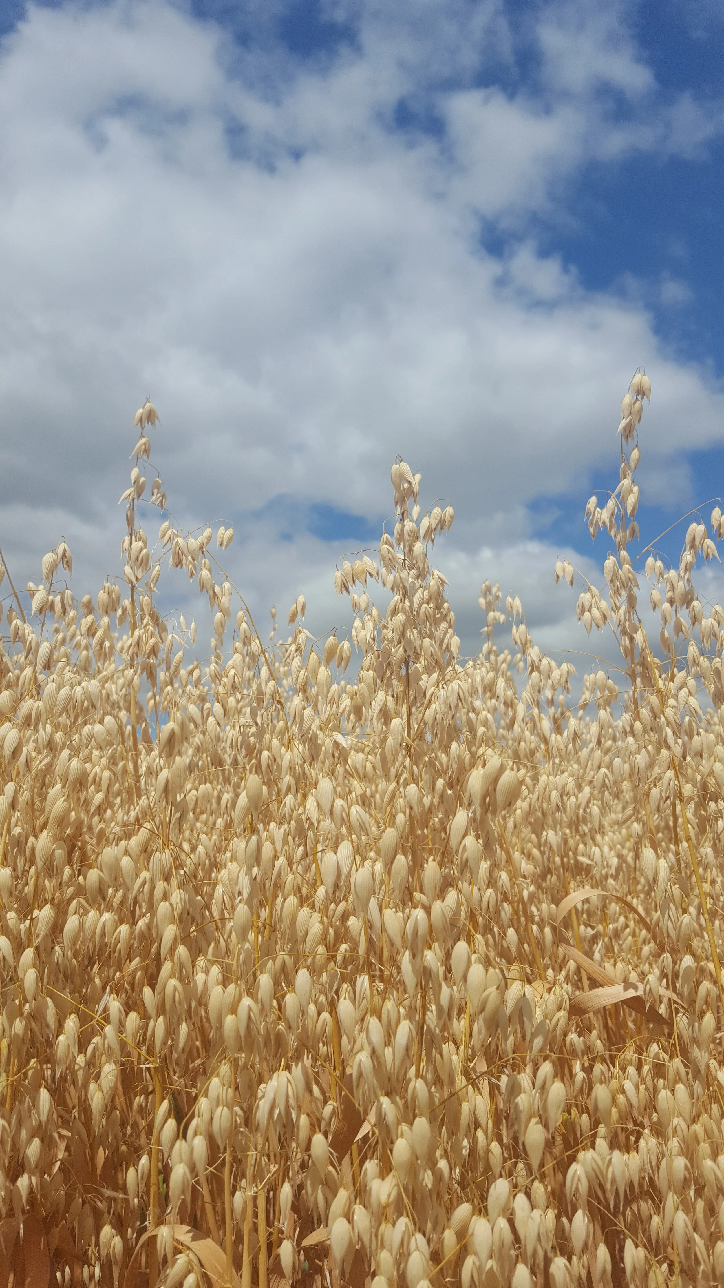 Husky spring oats is the most consistent variety of any cereal tested ...