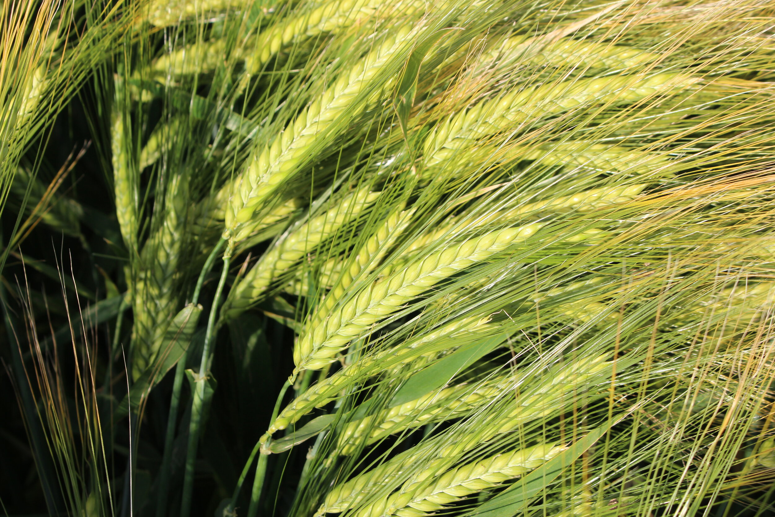Triticale wholecrop suitable for high disease pressure areas — Seedtech