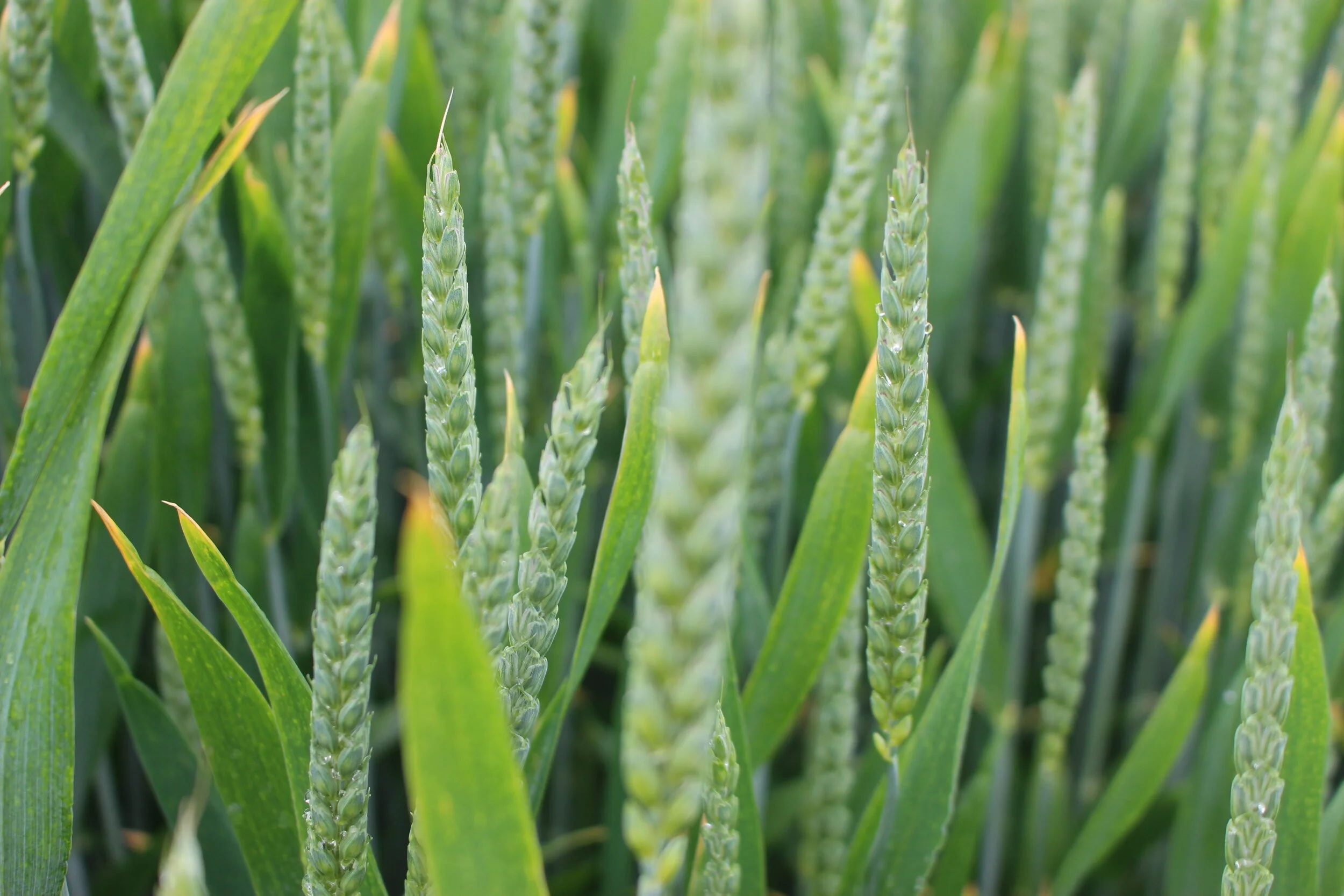 Graham Winter Wheat Ireland's No 1 Winter Wheat, high yielding and good ...
