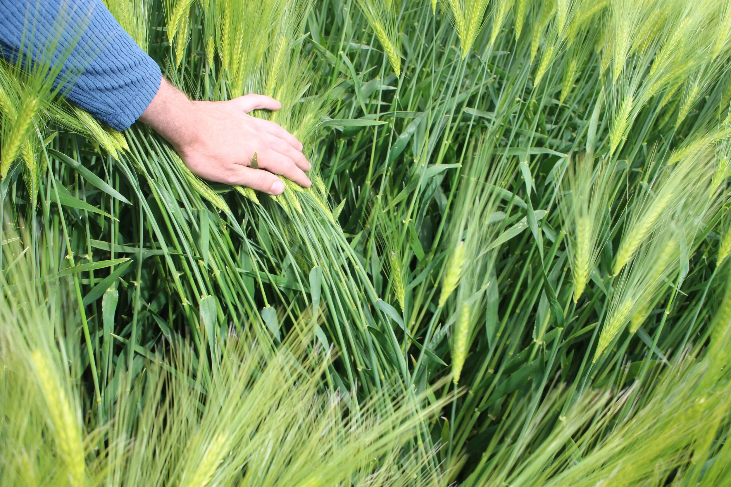 Seedtech Hybrid Barley Agronomy Guide — Seedtech
