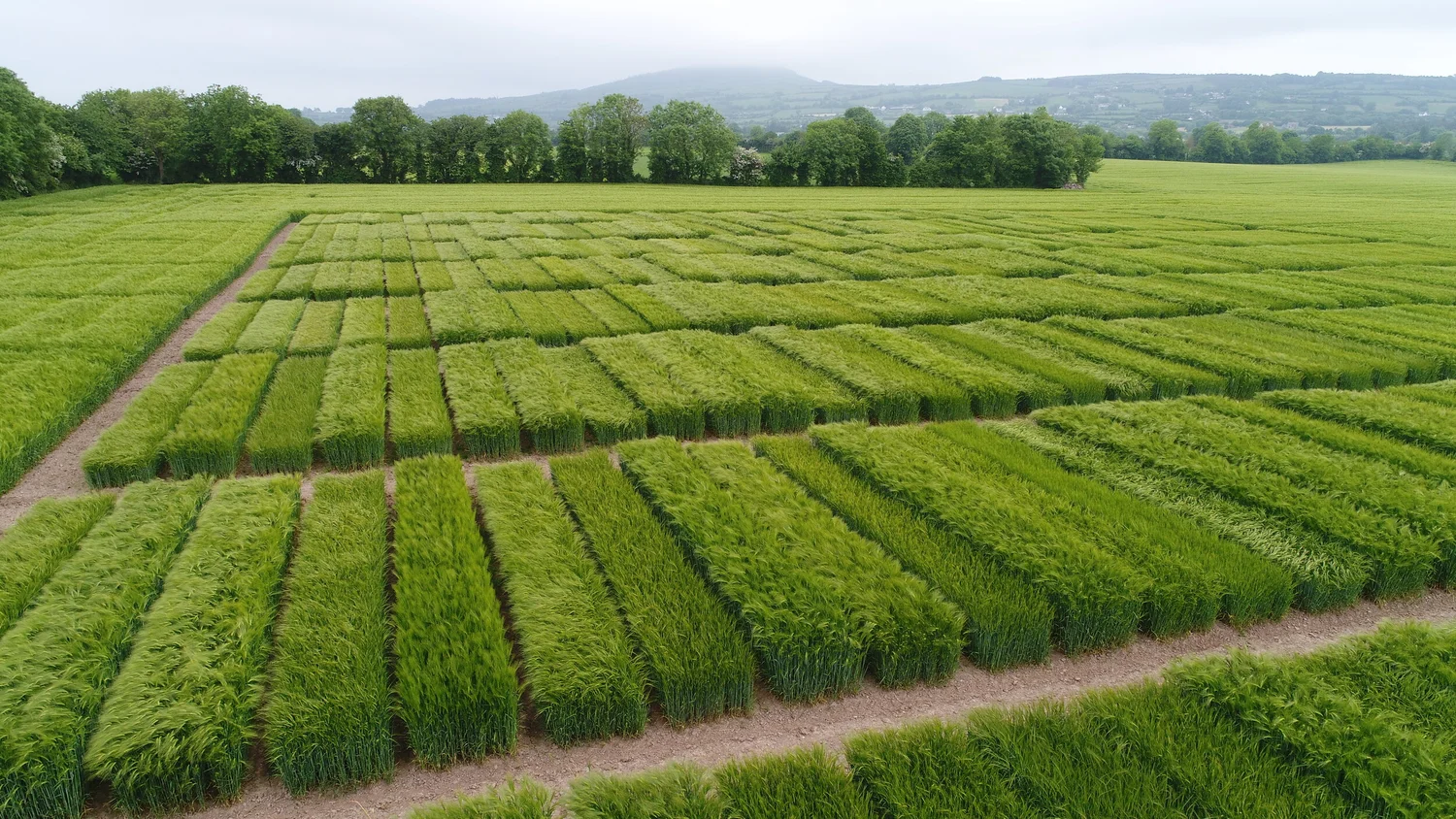 DAFM Crops Rec List | Discover Top Crop Varieties Today — Seedtech