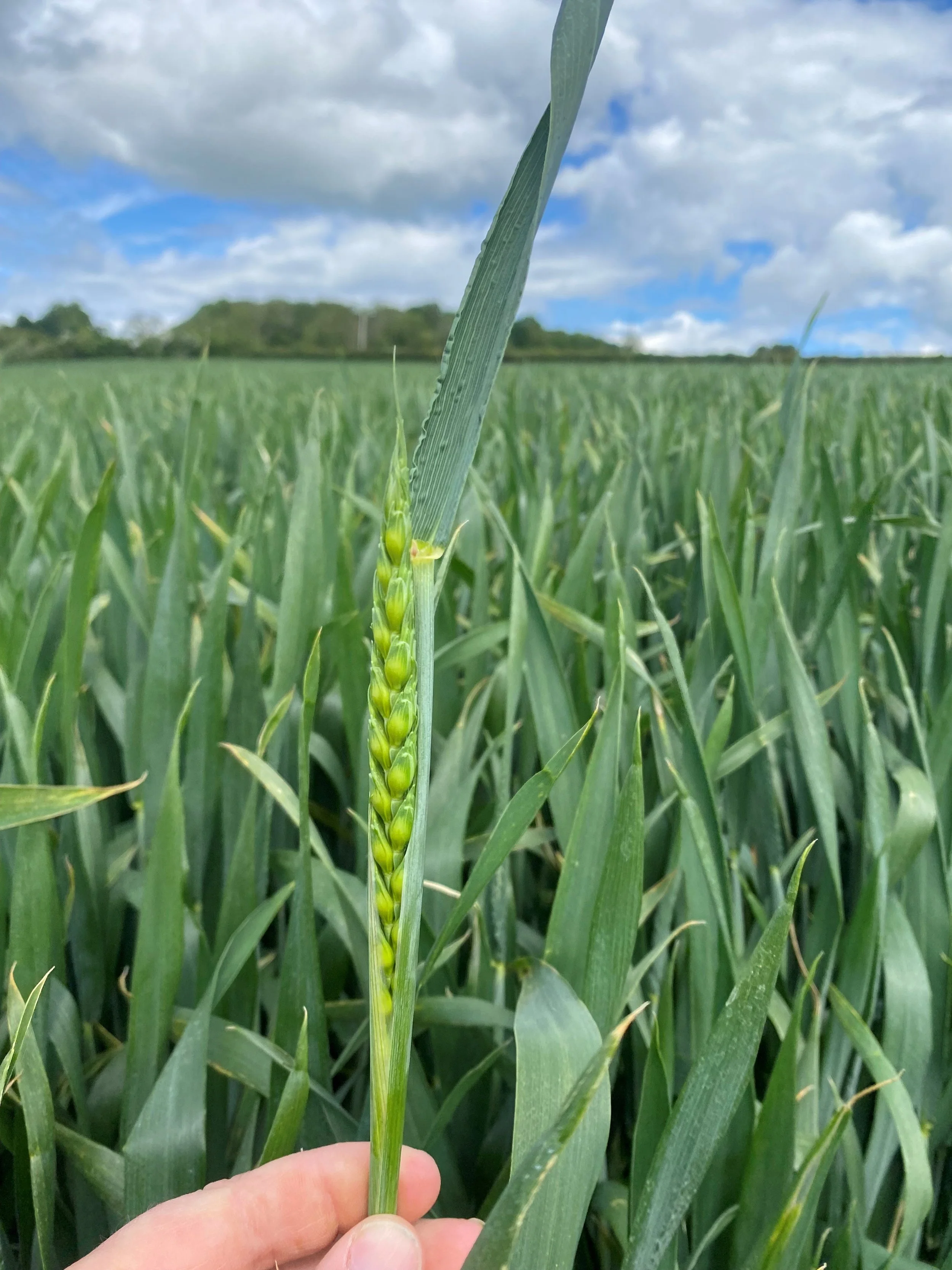 Champion Winter Wheat with malting potential — Seedtech
