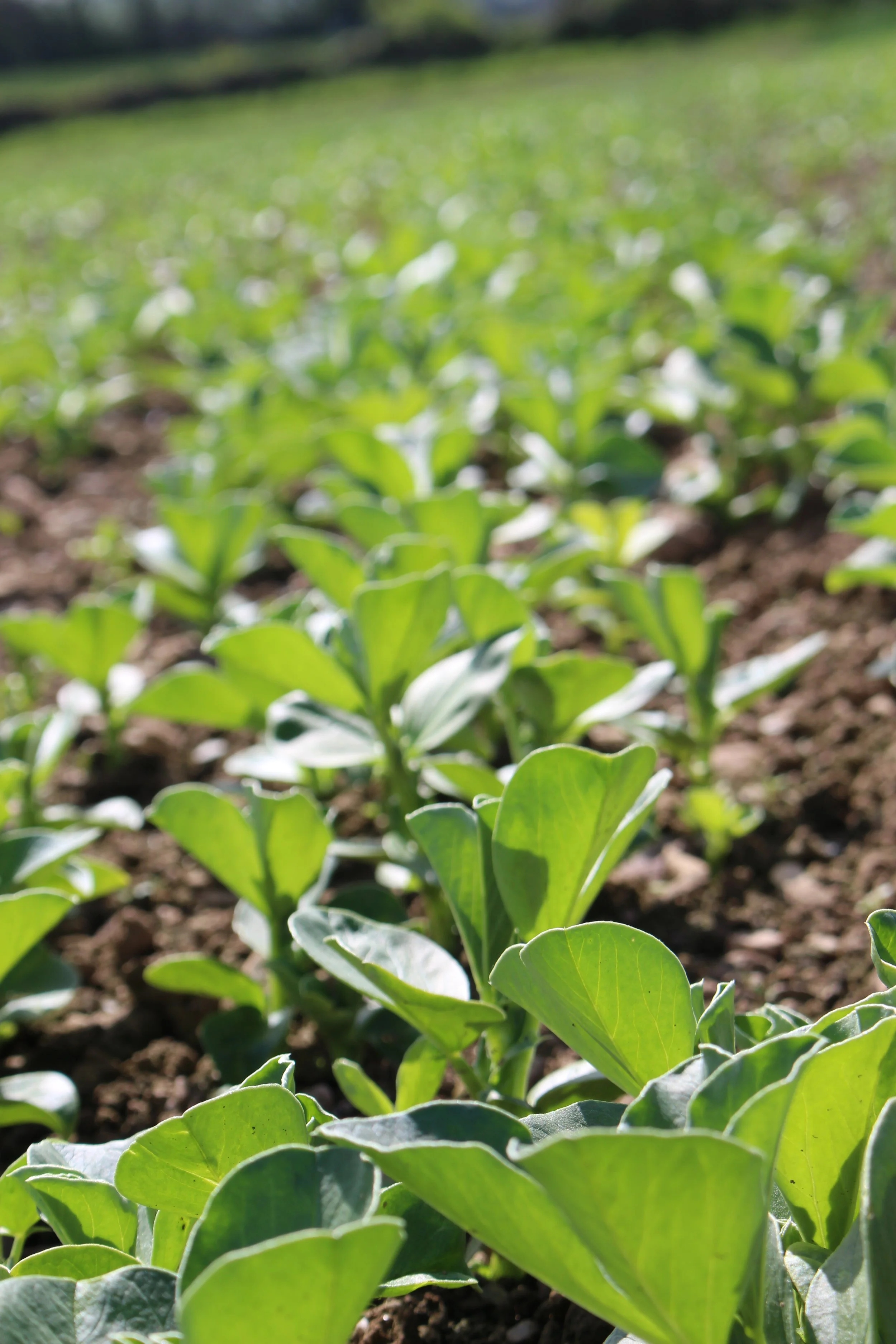Lynx Beans highest yielding bean on DAFM Rec List 2022 — Seedtech