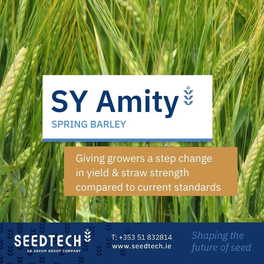 SY Amity Spring Barley — Seedtech
