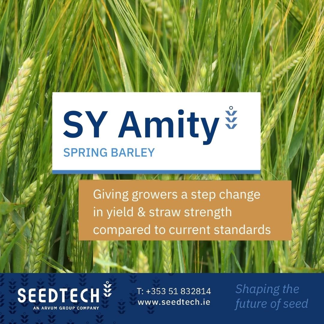 SY Amity Spring Barley — Seedtech