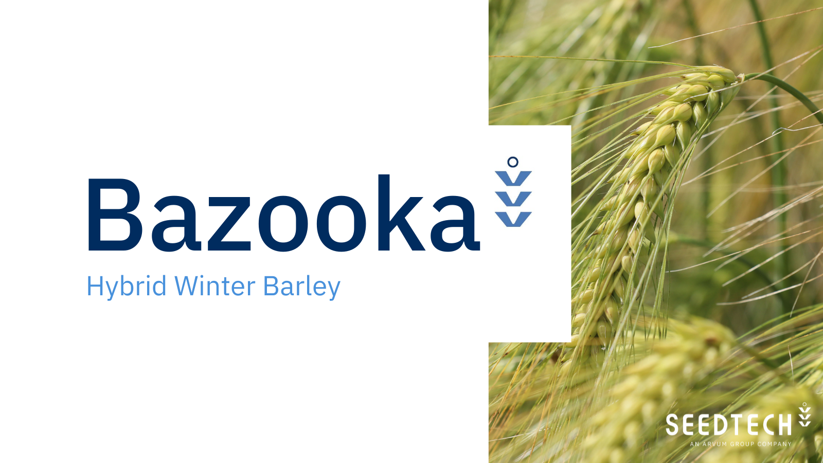Winter Barley — Seedtech