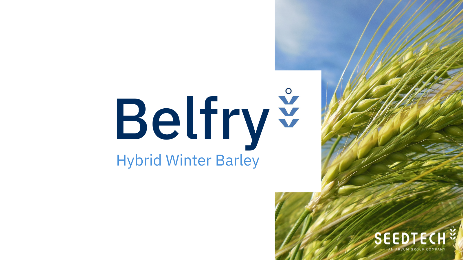 Winter Barley — Seedtech