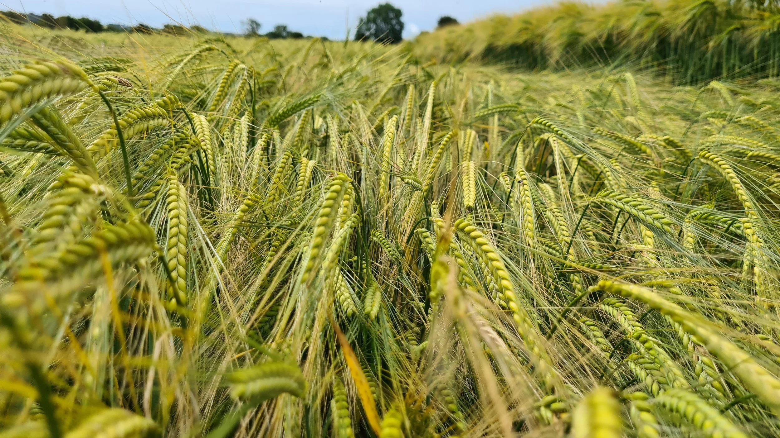 Reduce BYDV risk with Orcade 2-row Winter Barley — Seedtech